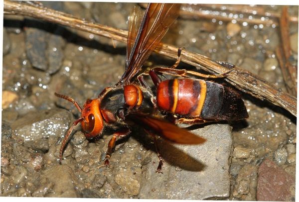 台灣胡蜂 : Vespa bicolor Fabricius, 1787雙色虎頭蜂