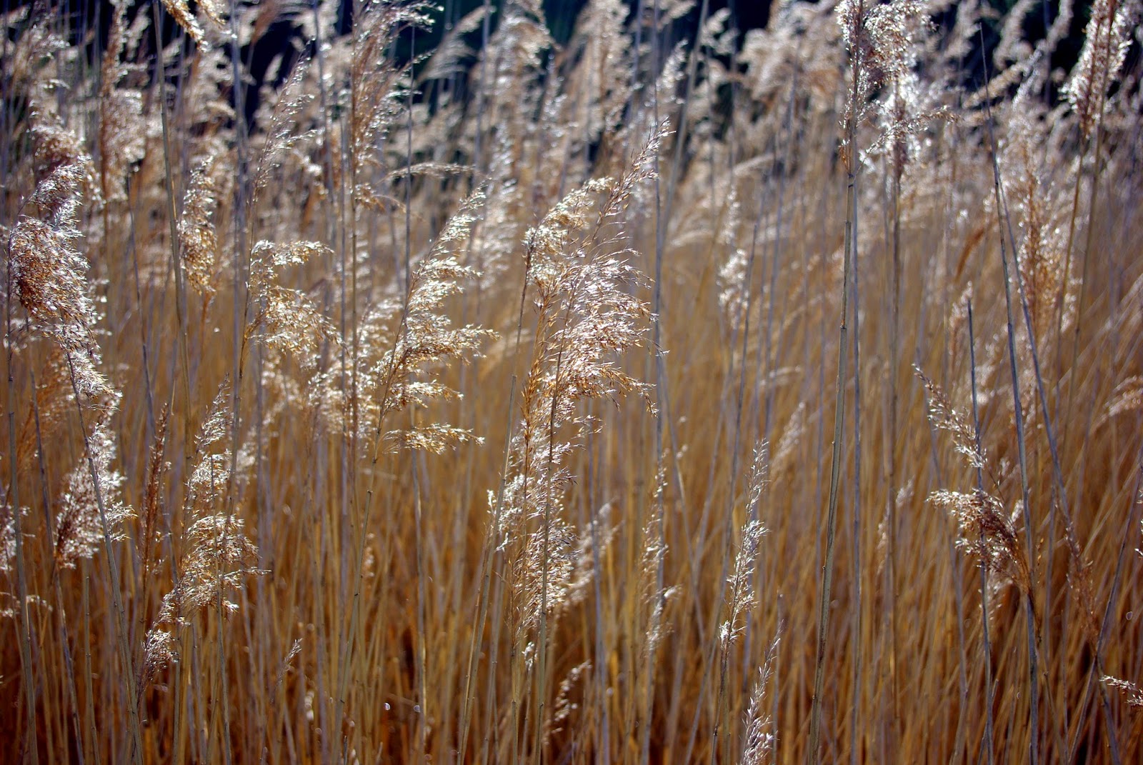 wordsculptures: A bruised reed he will not break