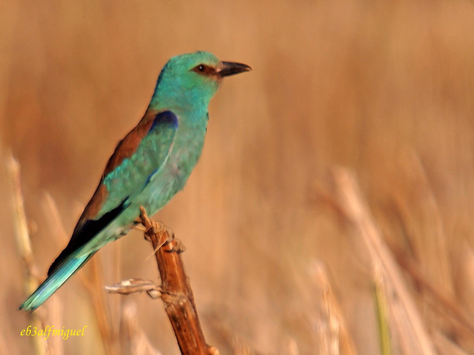 MIS AMIGAS LAS AVES: Carraca Europea (Coracias garrulus)