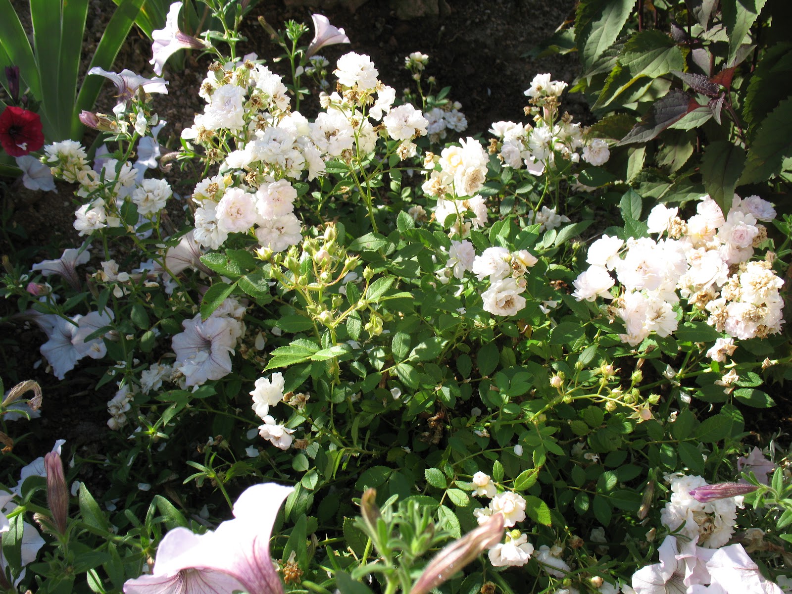 Roses du jardin Chêneland: Rosier "Mignonette"