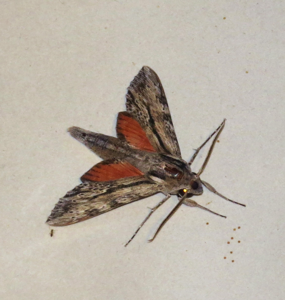 Hiking Curaçao - Flora and Fauna: Giant Moth - Grote Nachtvlinder