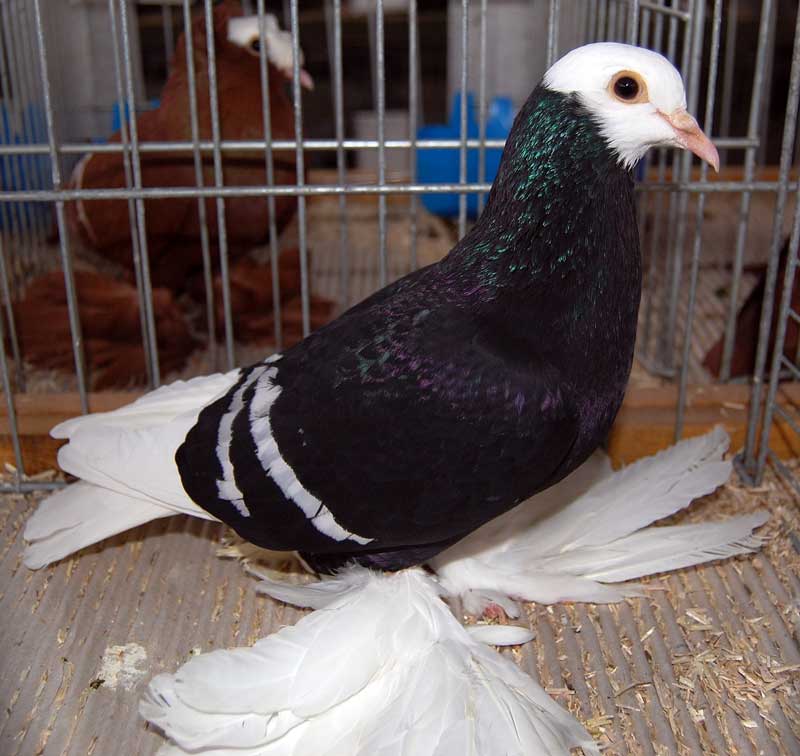 Saxon monk pigeons ( Sächsische Mönchtaube ) - Pigeons fall