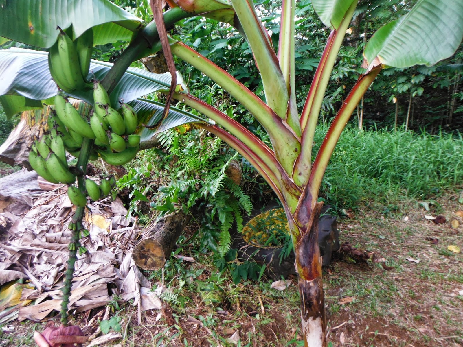 Island Food Community of Pohnpei