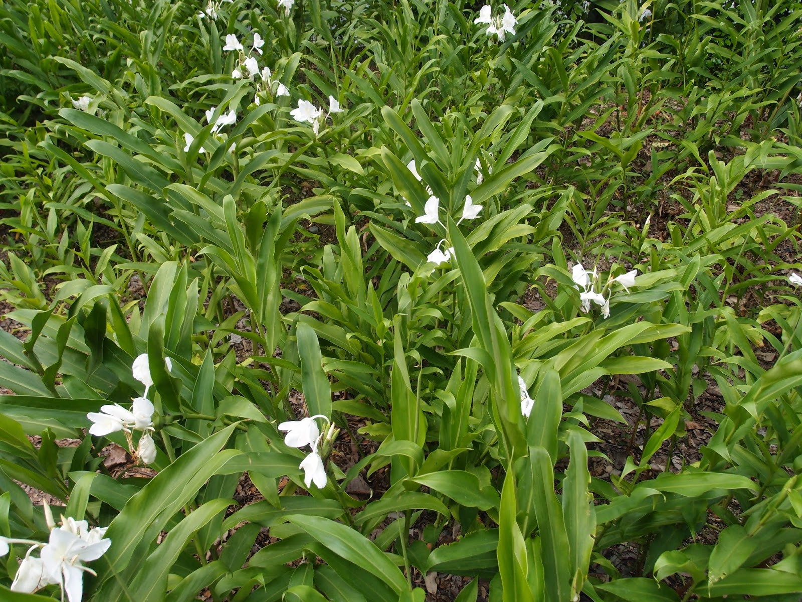 LI NA HERBS: BUTTERFLY GINGER