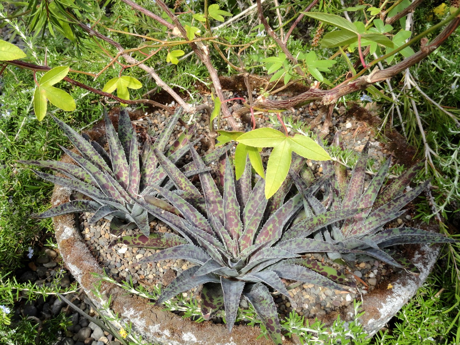 danger garden: The Mangaves, where are they now?