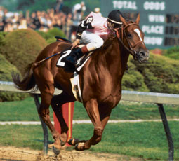 Horse Country Chic: Affirmed