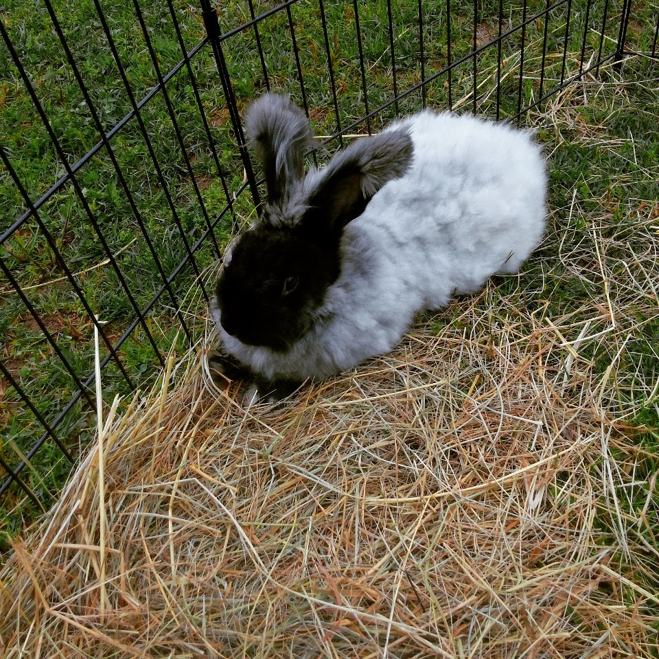 She stretches out her hands to the distaff, And her hands grasp the ...