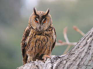 NATURANAFOTOS: Rapaces nocturnas..