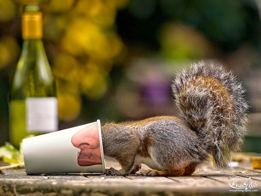 Ardillas curiosas son fotografiadas en inusuales circunstancias ...