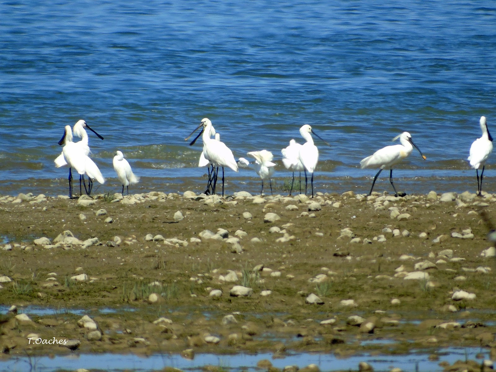 PASARI DIN ROMANIA: LOPATAR, Platalea leucorodia