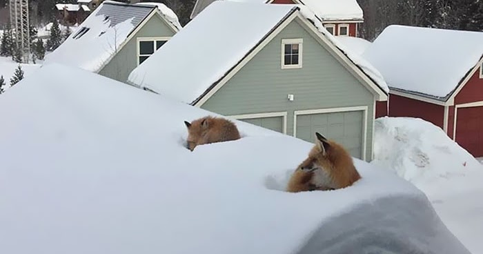 White Wolf : How two adorable foxes got on a man's roof and surprised him