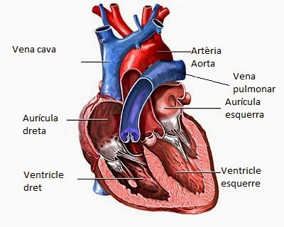 SOM LA CLASSE DE 6è A: DISSECCIÓ D'UN COR