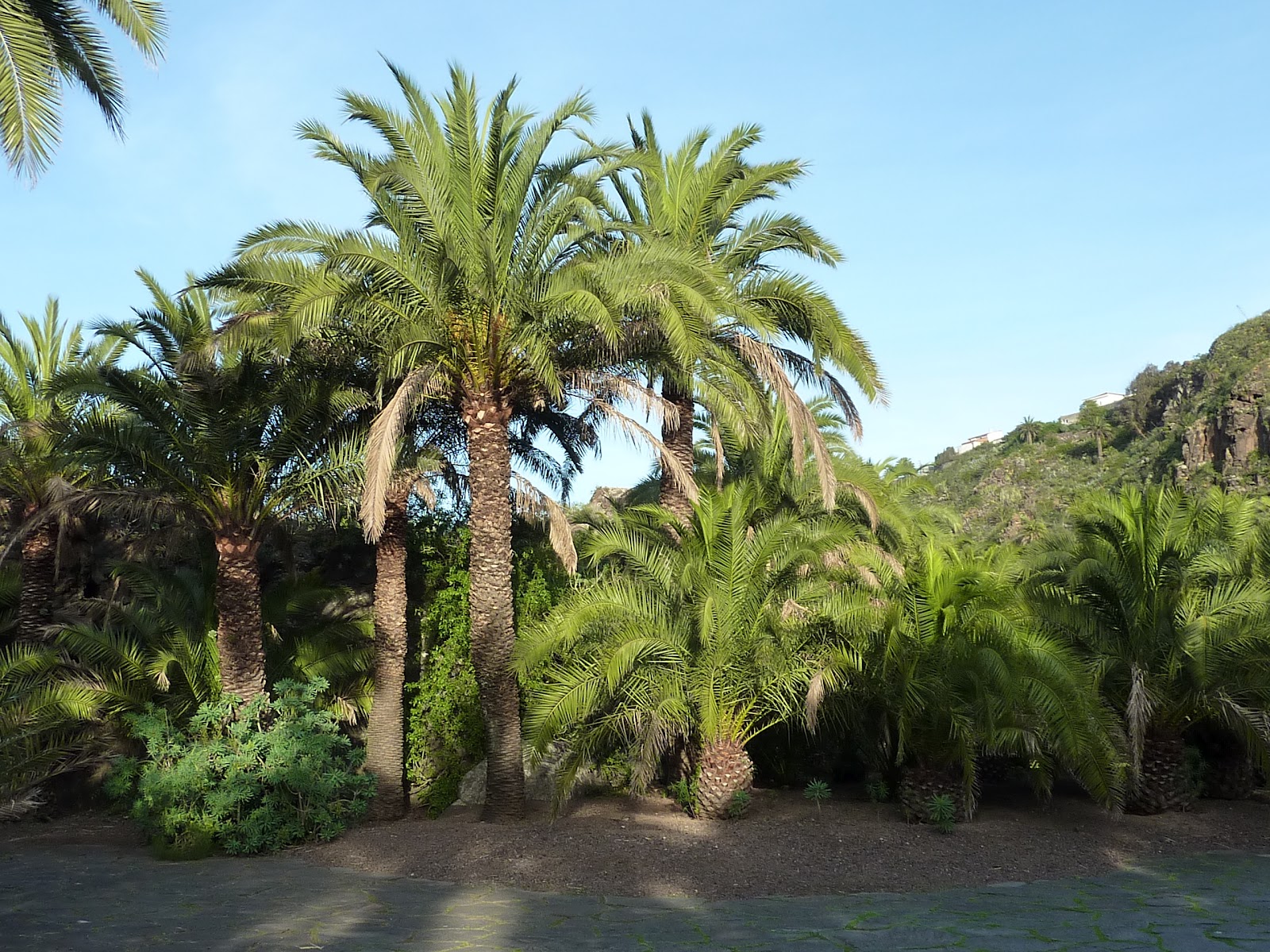 ARTE Y JARDINERÍA : PALMERA CANARIA. Phoenix canariensis