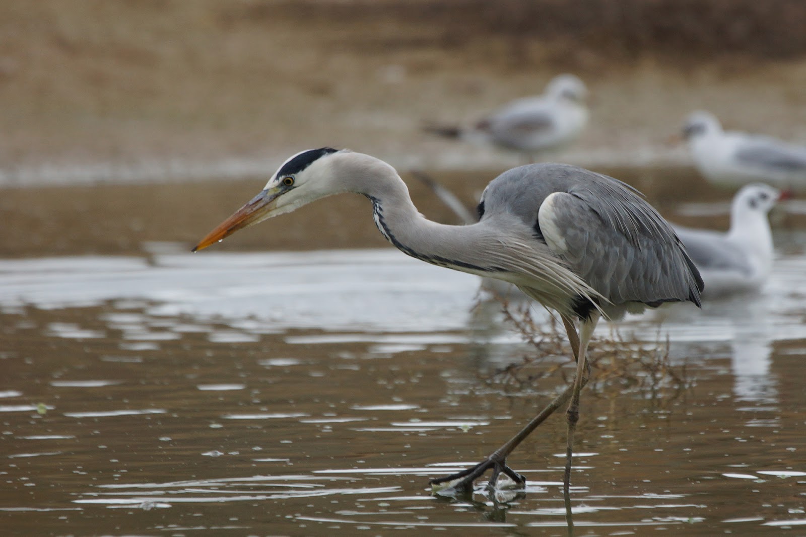 Garza real.(Ardea cinerea) | Hot HD Wallpapers