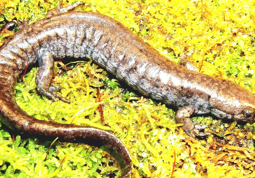 List Of Reptiles Of West Virginia - Poisonous Snakes In West Virginia