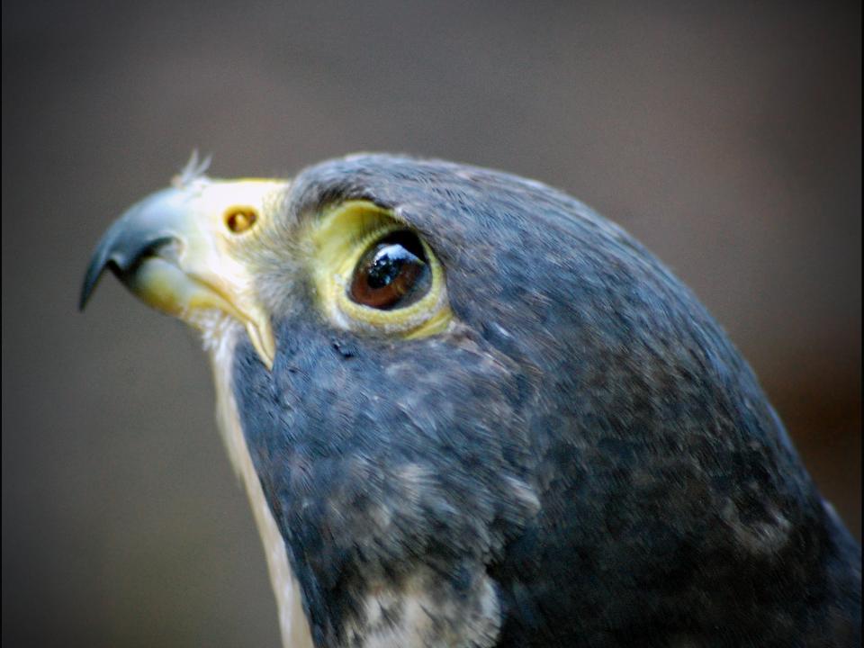Spreebird wildlife: Shaheen SHAHEEN FALCON (Military state-bird of the ...