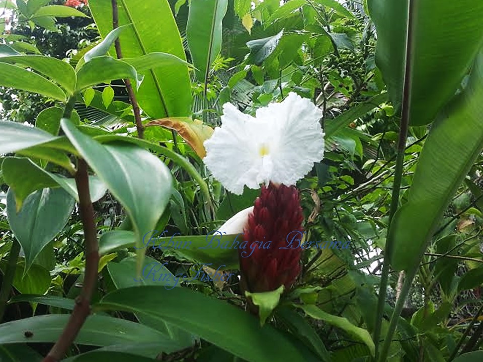 Kebun Bahagia Bersama: Green Mountain Spiral Ginger
