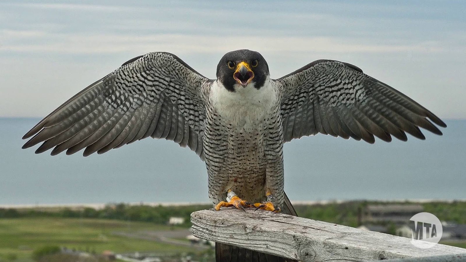 Clancy Tucker's Blog: 14 September 2018 - FACTS ABOUT THE AMAZING ...