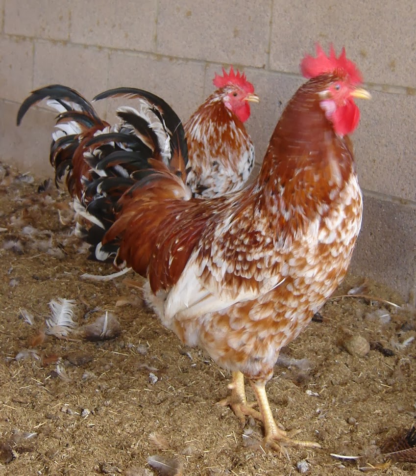 Aloha Chickens: Aloha "Type"