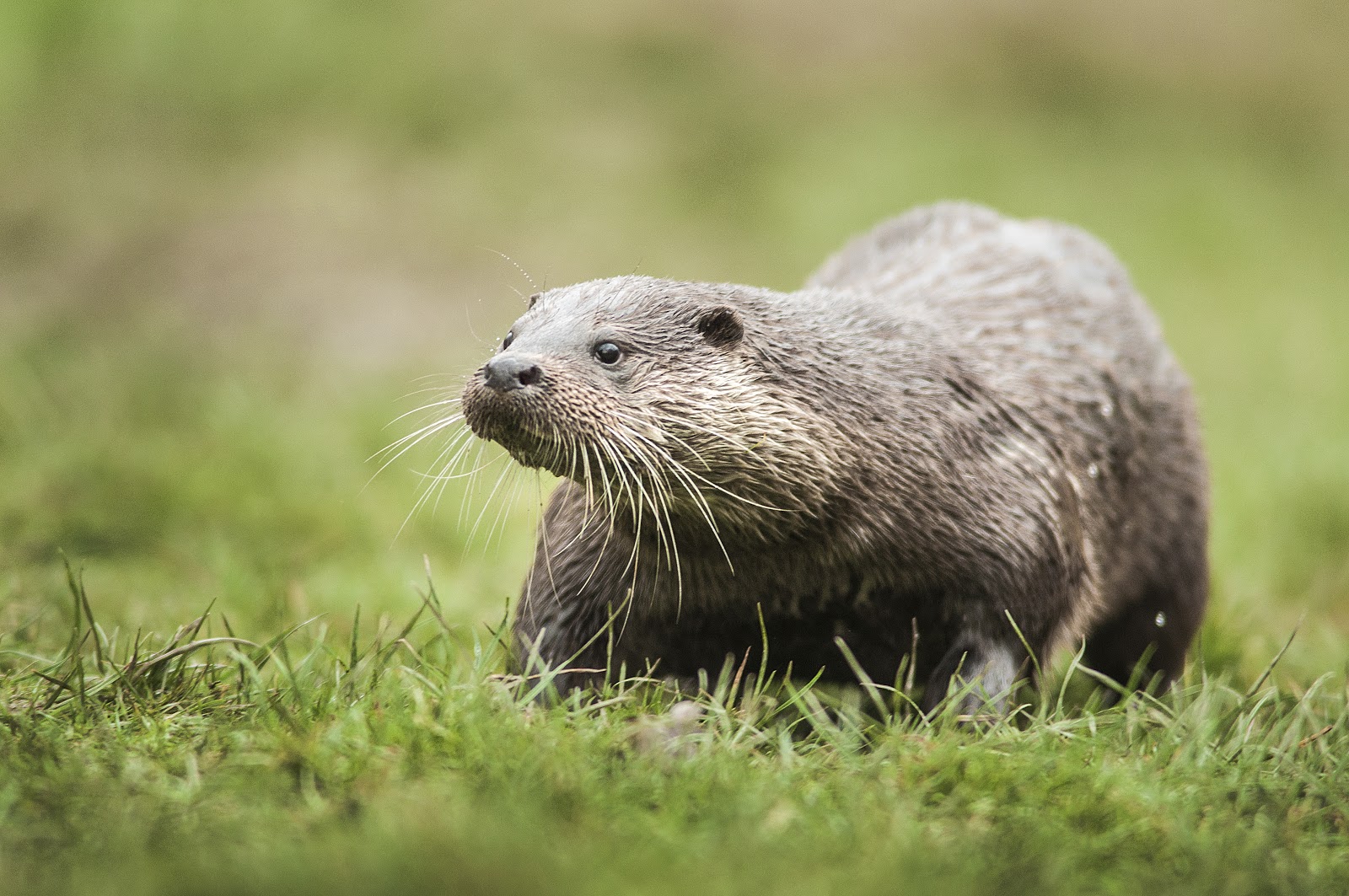 Eternity Images Photography: Otters and Red Fox ! What a day to be out ...