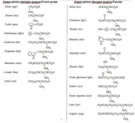Protein ~ Blog Kimia MAN 2 Klaten