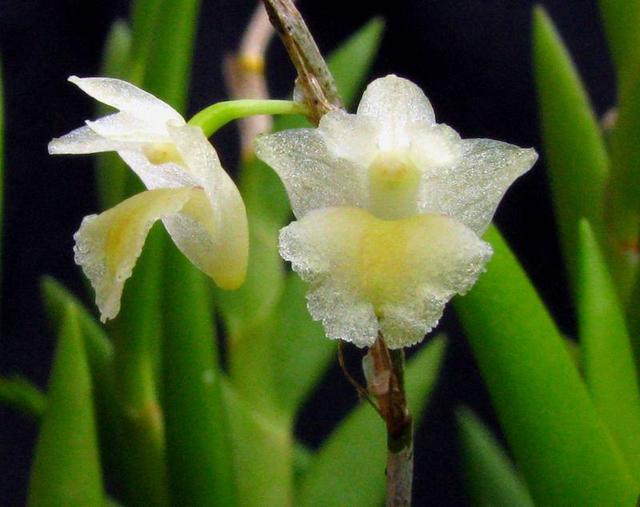 Dendrobium acinaciforme care and culture | Travaldo's blog