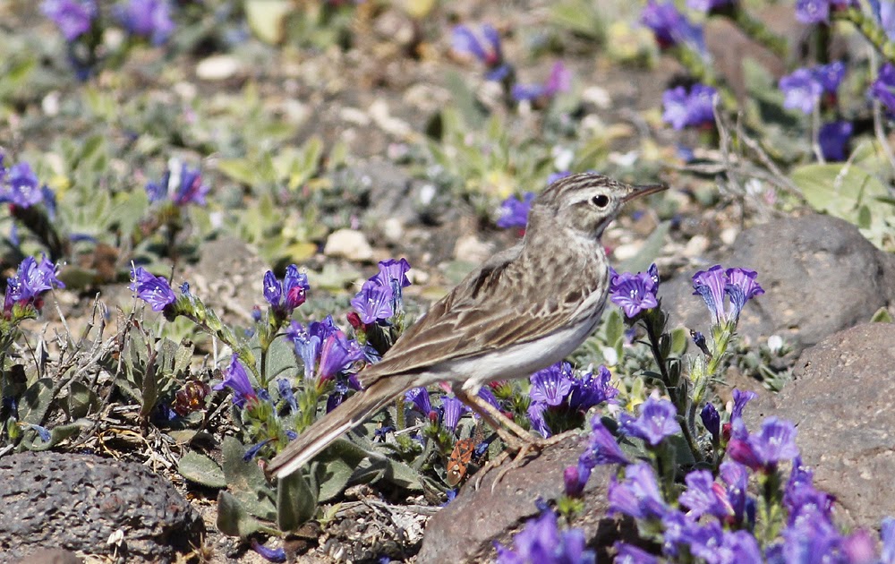 Another Bird Blog: Birding Lanzarote