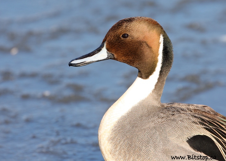 Bitstop: Northern Pintail Ducks