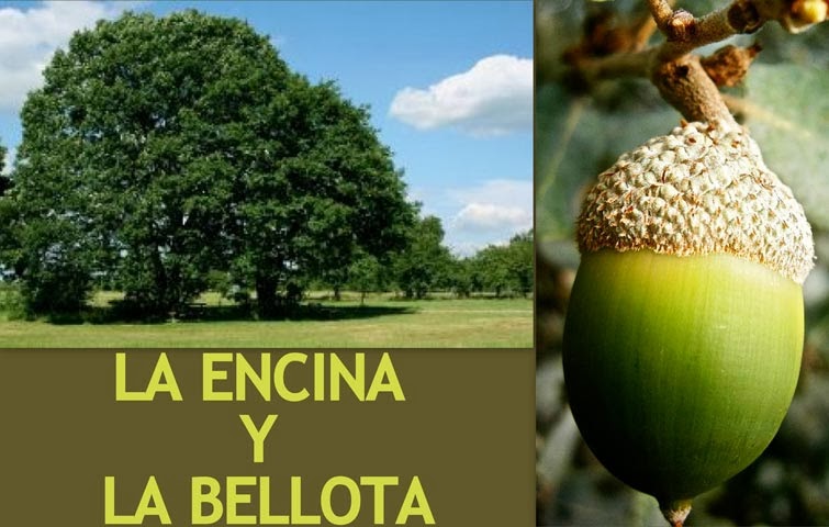 Villargordo nos reúne: La encina y la bellota