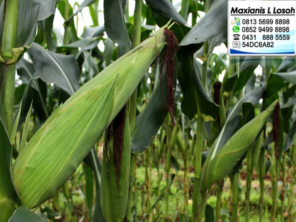 MaxiGrow Plus: Cara Cerdas Memanfaatkan Limbah Kolam Ikan untuk ...