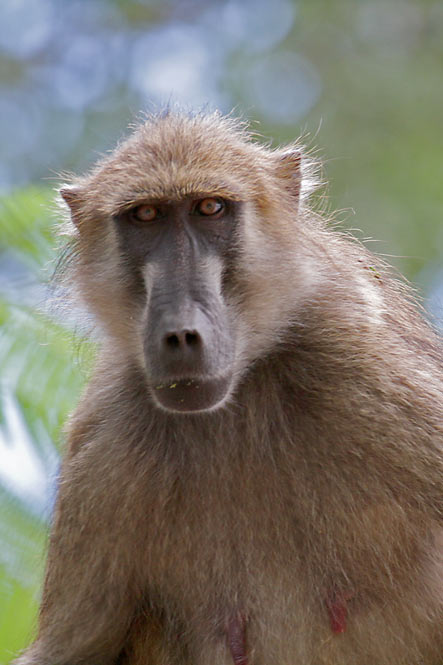Botswana and Zambia: Baboon