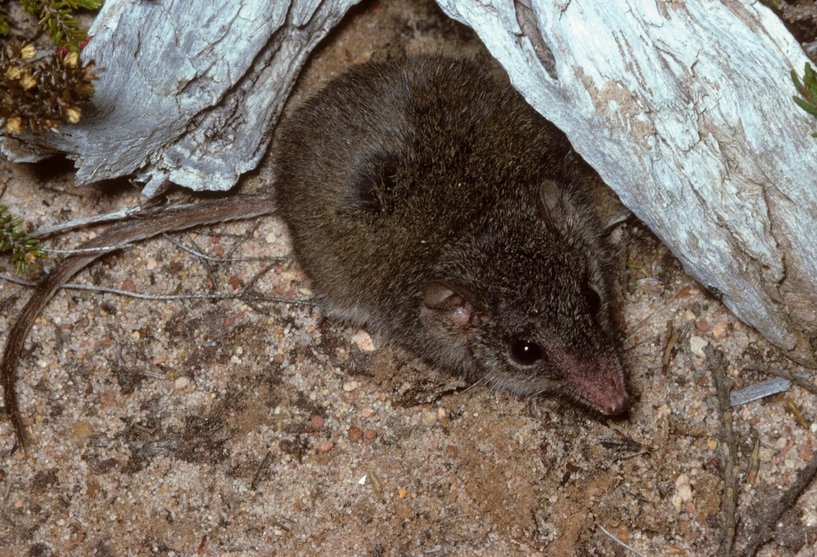 Antechinus Brown Animals | Information & Latest Pictures | The Wildlife