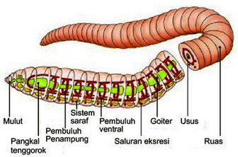 Filum Annelida Kelas Oligochaeta - Biologisites