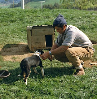 Woolshed 1: Farm working Dogs in New Zealand. 4. Basic Training.
