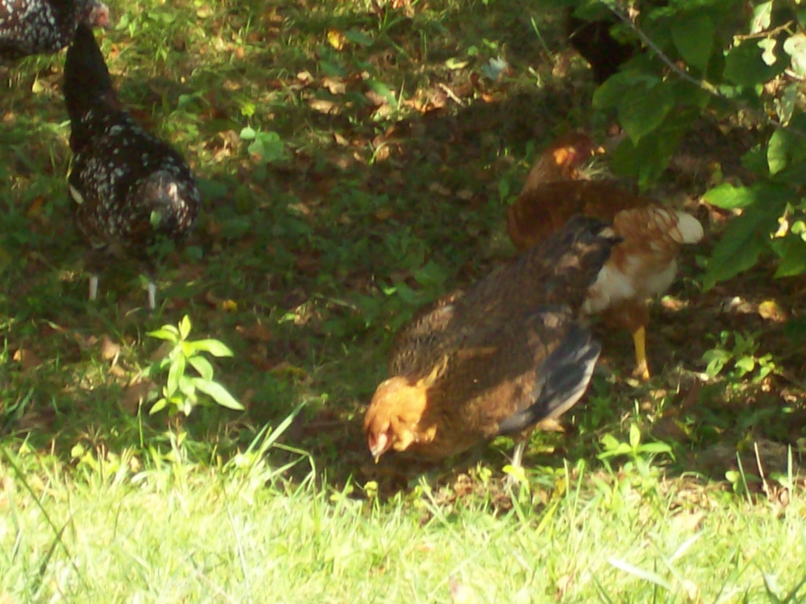 My Chicken And Egg Journal: Pictures of Chickens (Pullets And One ...