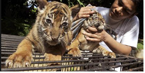 Plans to Save the Tiger