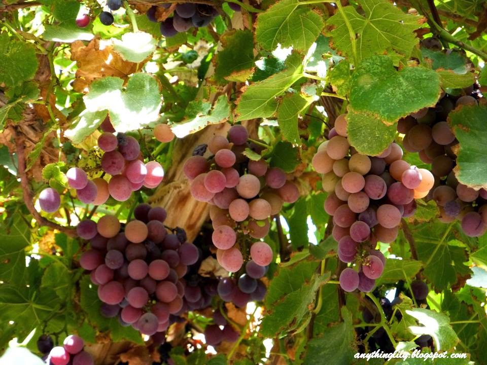 anythinglily: China Silk Road Travel Part 12: The Grape Valley Of Turpan