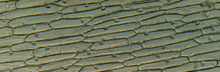 Biología: TIPOS DE CÉLULAS POR SU FORMA