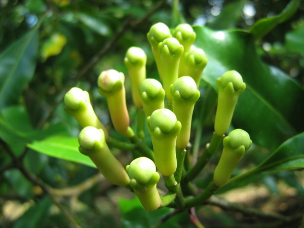 TRADITIOMEDIC: The Benefits of Cloves as Traditional Medicine