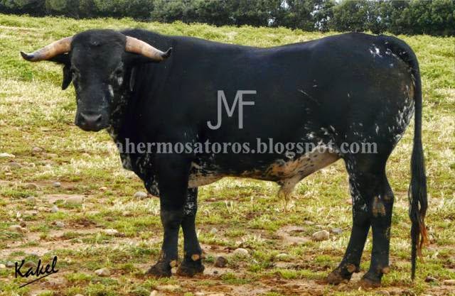 Ganadería LOS MAÑOS: Novillos para San Adrián (Navarra).