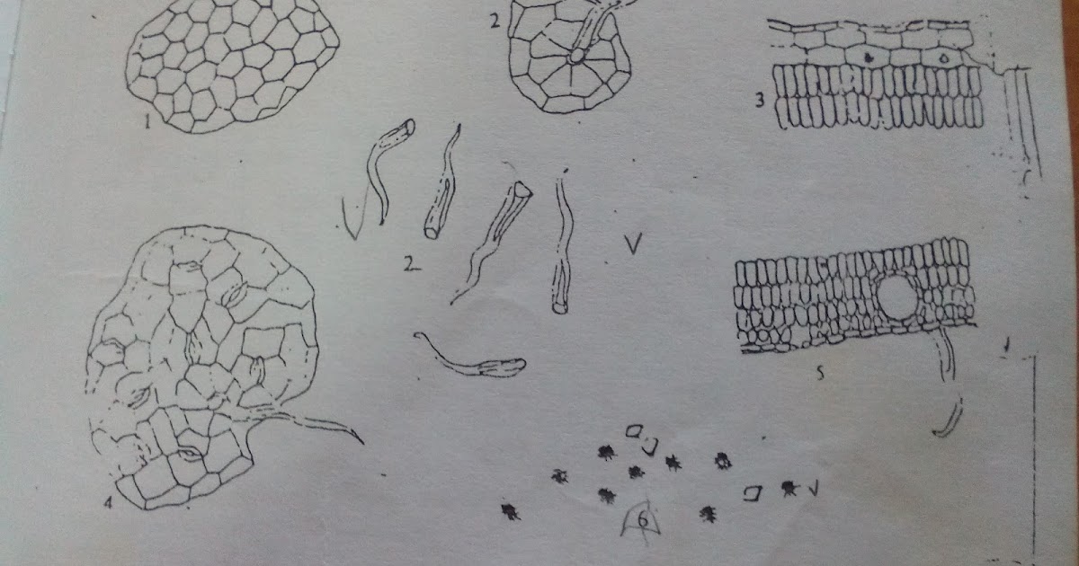 Farmakognosi: Psidii Folium