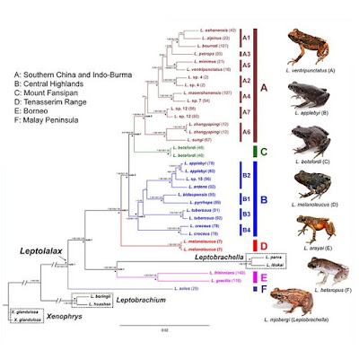 Species New to Science: [Herpetology • 2018] Leptobrachella Smith 1928 ...