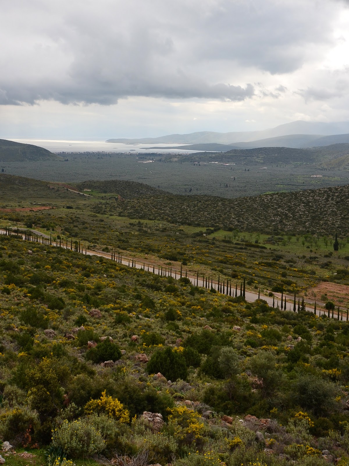 Jurnal de gradina: Despre maslini