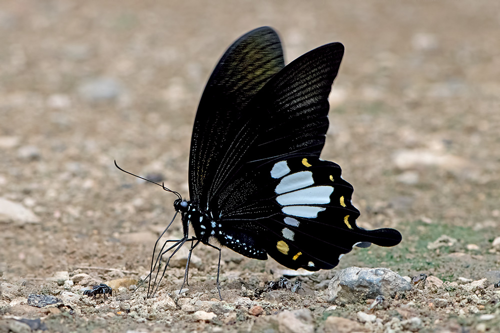 Papilionidae of Thailand | BugsAlive