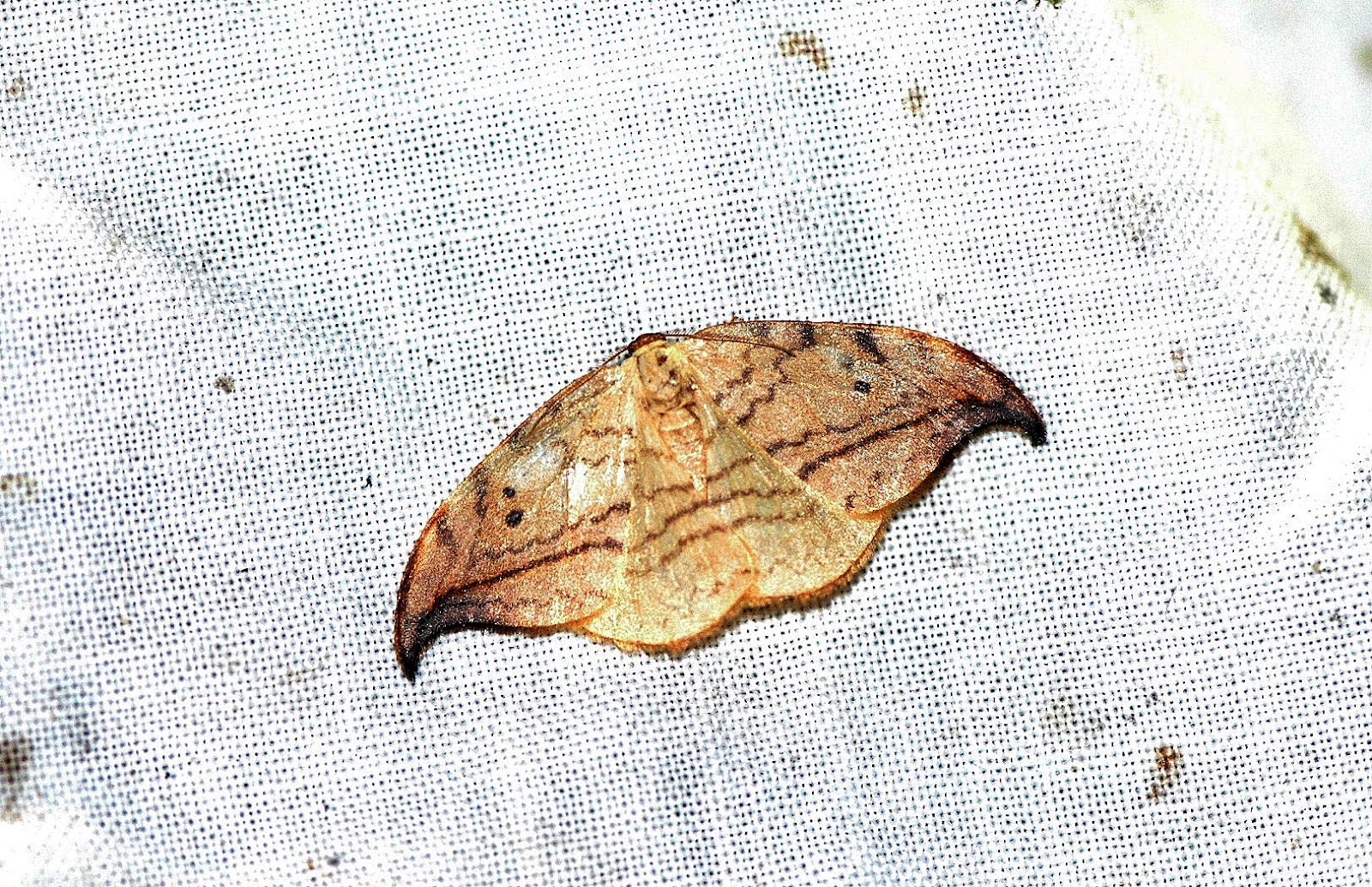 Field Biology in Southeastern Ohio: A Moth Night at Wahkeena Nature ...