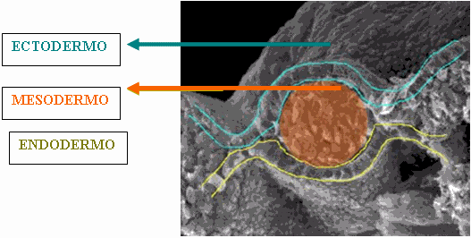 Tercera Semana-Embriología: M1A Blog de Embriología-Tercera Semana ferG.