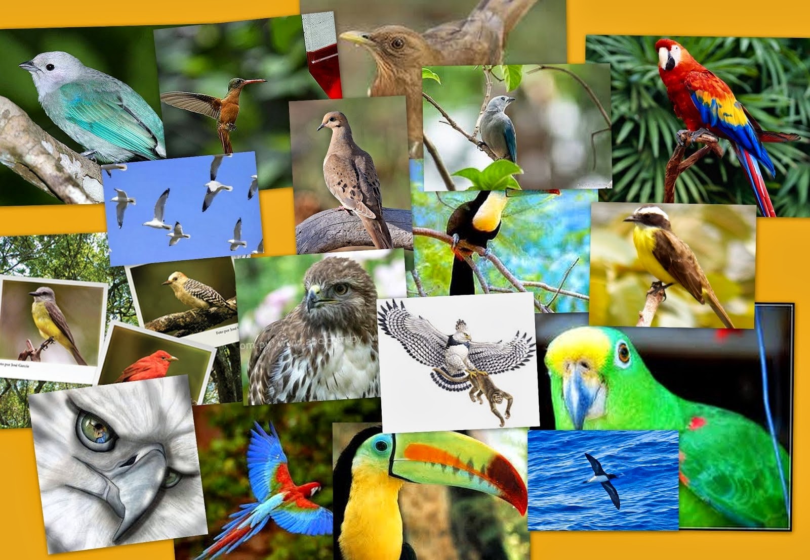 Aves Diversidad De Aves Coggle Diagram - Riset
