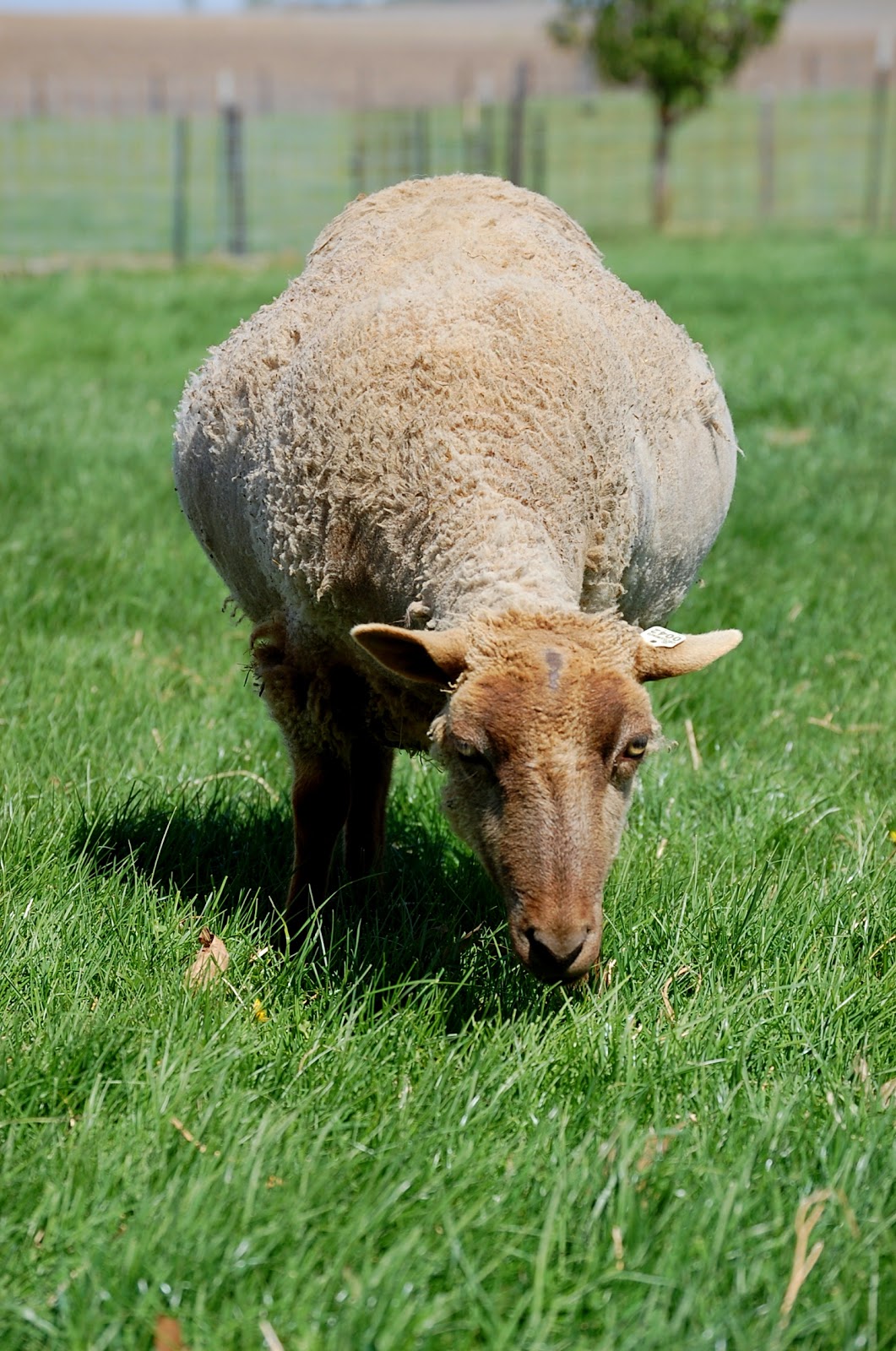 Crosswinds Farm: Baa Baa brown sheep