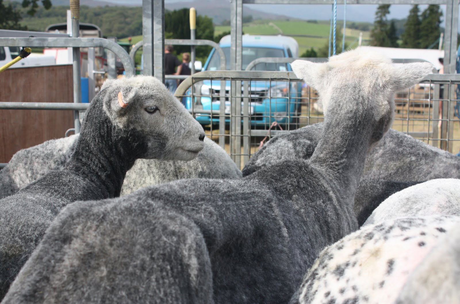National Trust Fell Rangers: Herdwick Sheep
