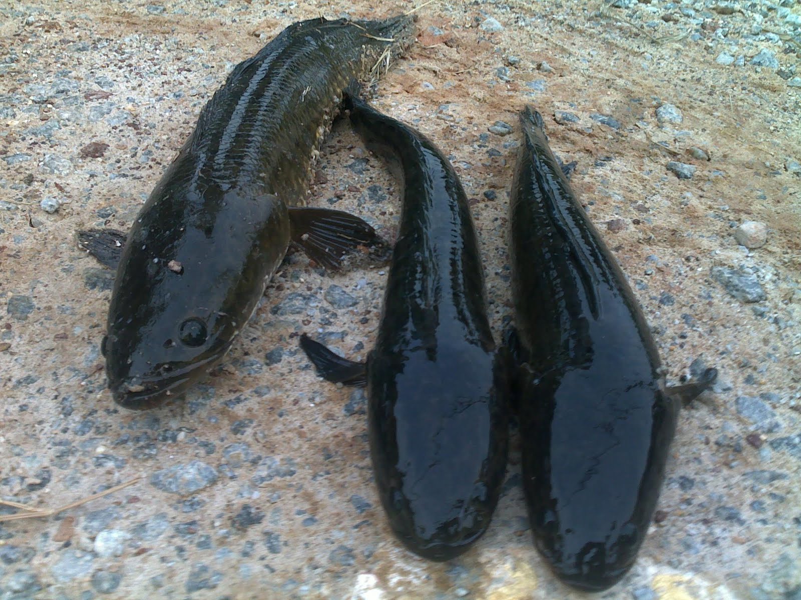 Lubuk: Menguji Lubuk Haruan